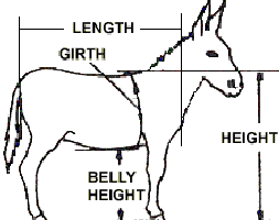 Care, Welfare & Management - Miniature Mediterranean Donkey Association